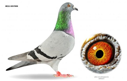 Licitatii/Vanzari - Romanian Racing Pigeons