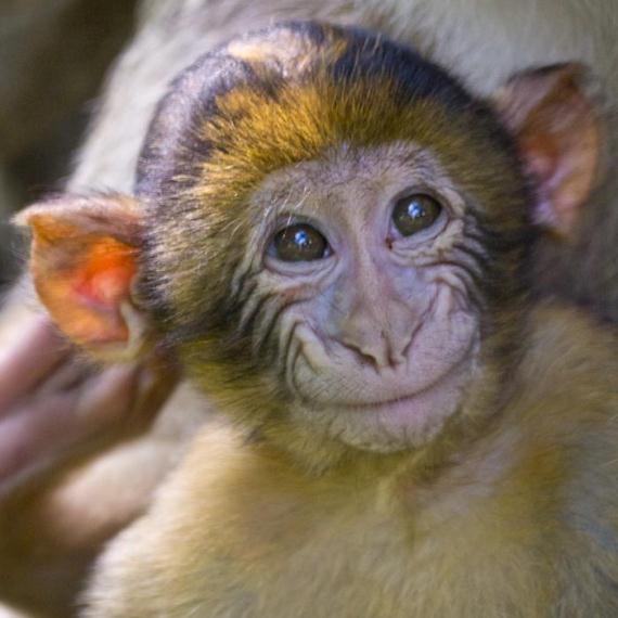 Amenintari din adancul padurii sosite pe adresa RRP.RO - Diverse ...