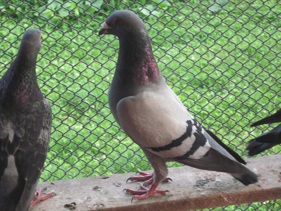 Imagini cu porumbeii si crescatoria domnului Valentin Traistaru, orasul ...