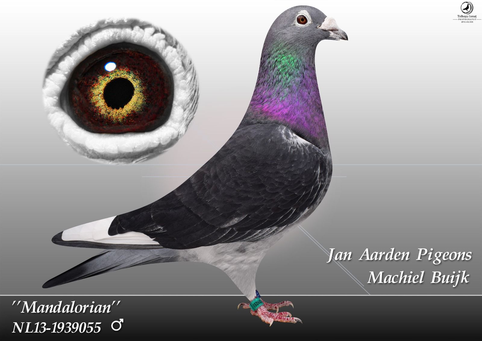 Centrul de reproductie porumbei de maraton "Aarden Breeding Loft ...