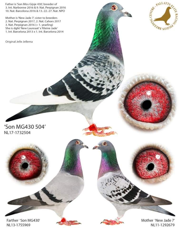 Astazi, site-ul RRP.RO va ofera masculul NL-1377472-2017 - Licitatii ...