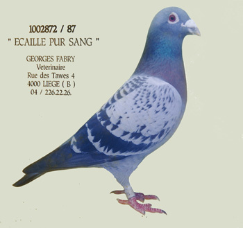 Georges si Victor Fabry - pagini de istorie columbofila - Articole ...