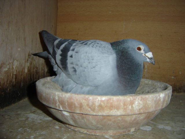 Despre ouale limpezi - Pagina incepatorului - Romanian Racing Pigeons